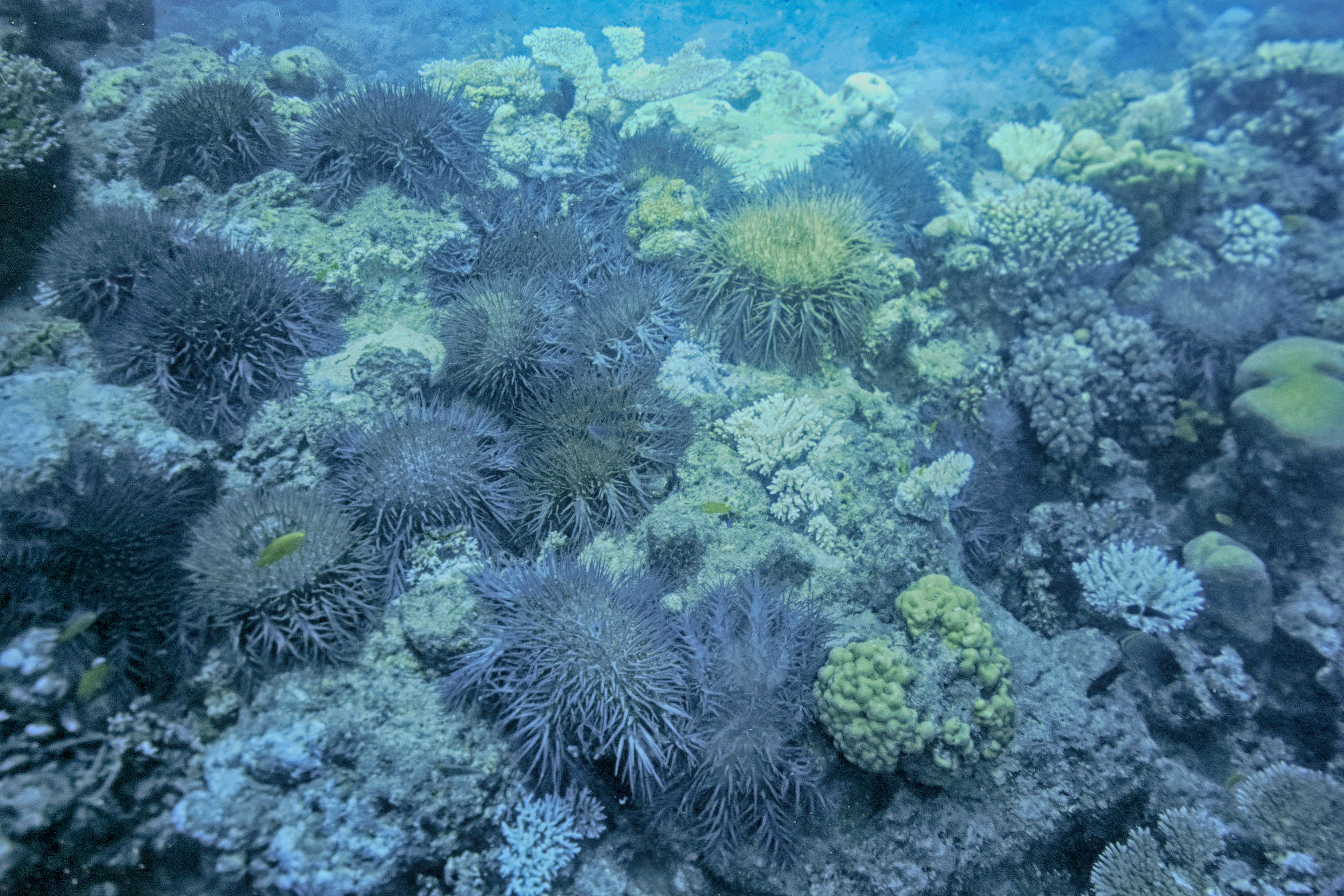 Crown of Thorns Starfish – Great Barrier Reef Science Commentary