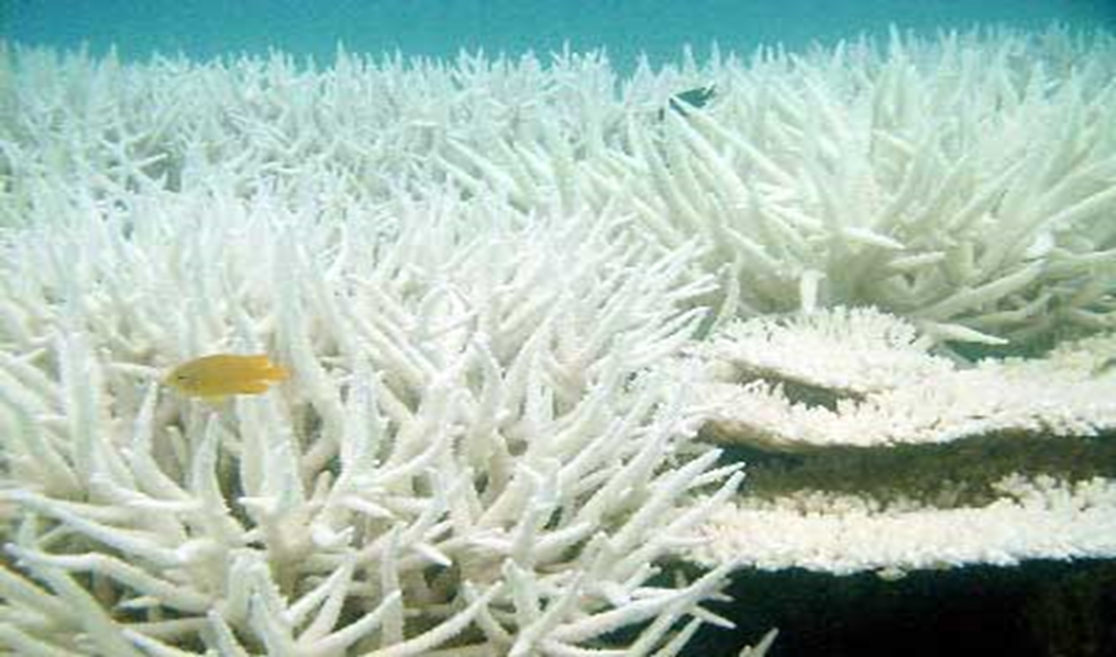 What is bleaching? – Great Barrier Reef Science Commentary